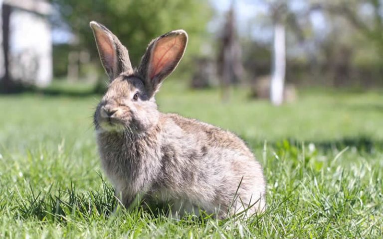 Rabbits in the heat | Burghley Vets Stamford